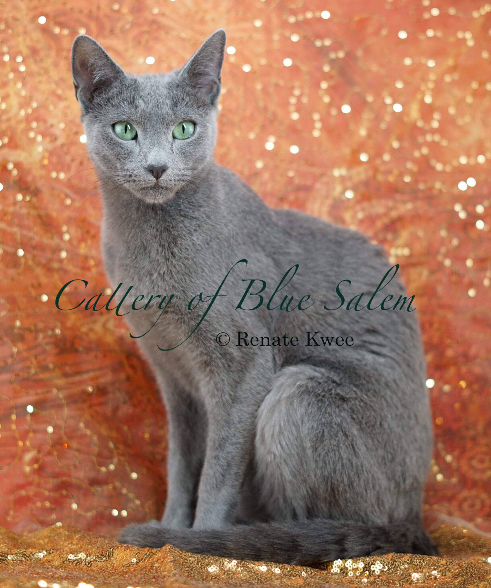 Russisch Blau Rassekatze - Russisch Blau Rassekatzen
